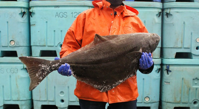 Sizing Up Your Halibut – Custom Seafoods
